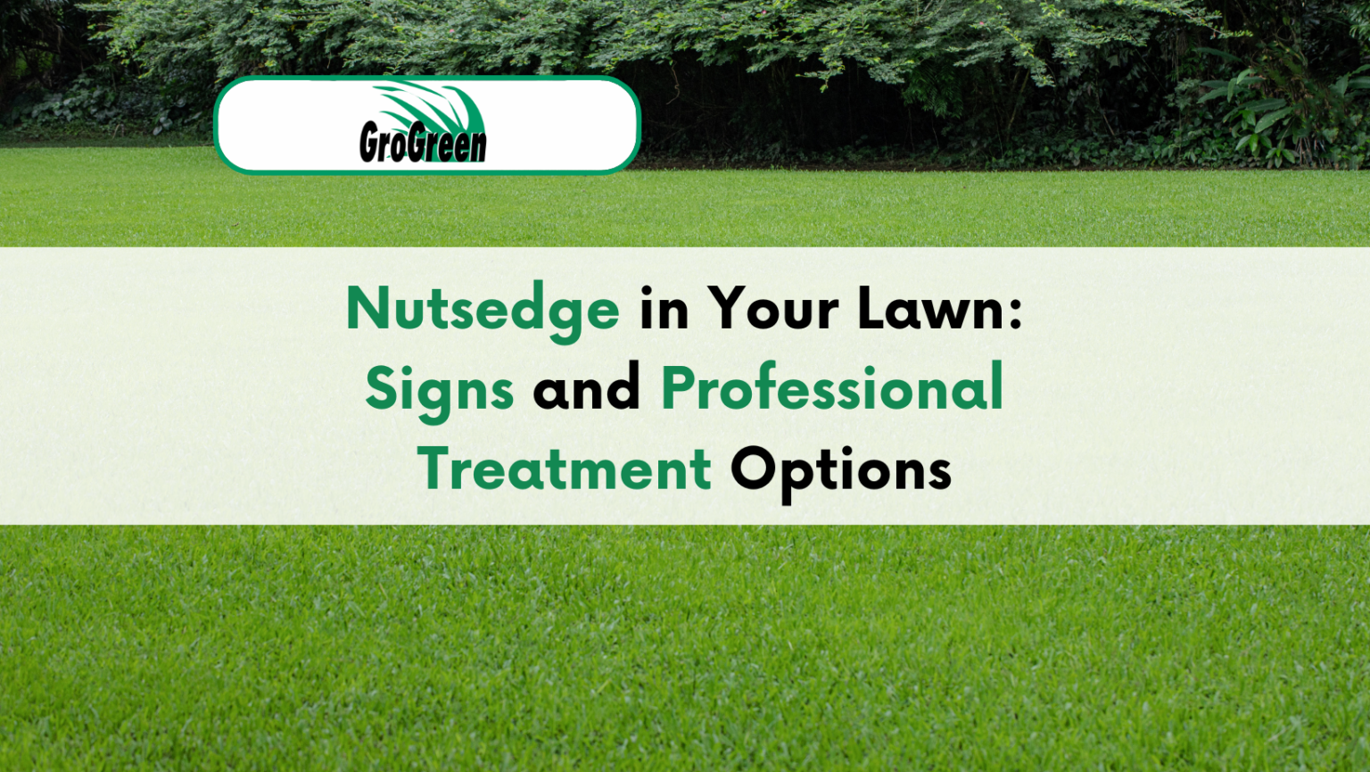 Nutsedge in Your Lawn: Signs and Treatment Options - GroGreen