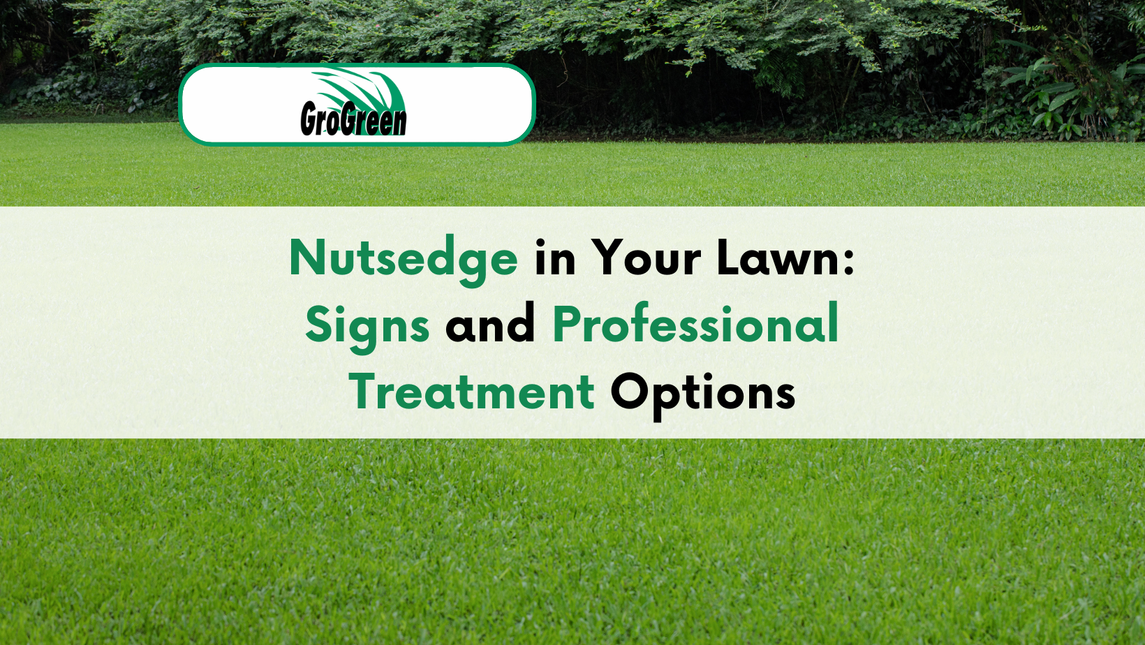 Nutsedge in Your Lawn: Signs and Treatment Options - GroGreen