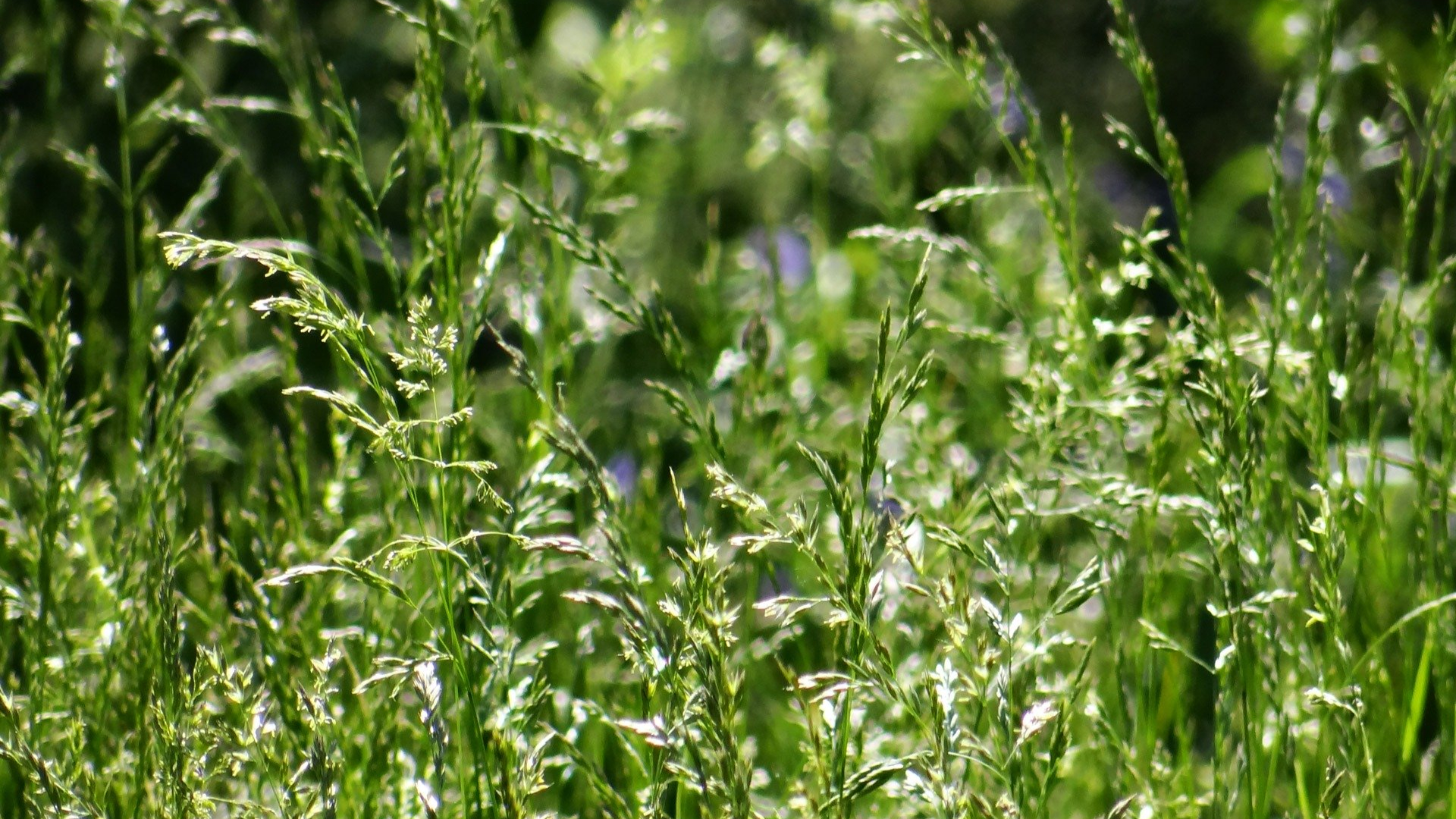 Effective Dallis Grass Removal Solutions | GroGreen