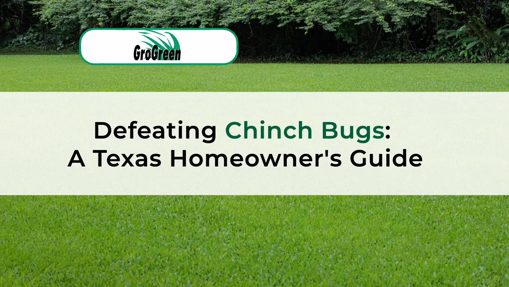 Defeating Chinch Bugs: A Texas Homeowner's Guide - GroGreen