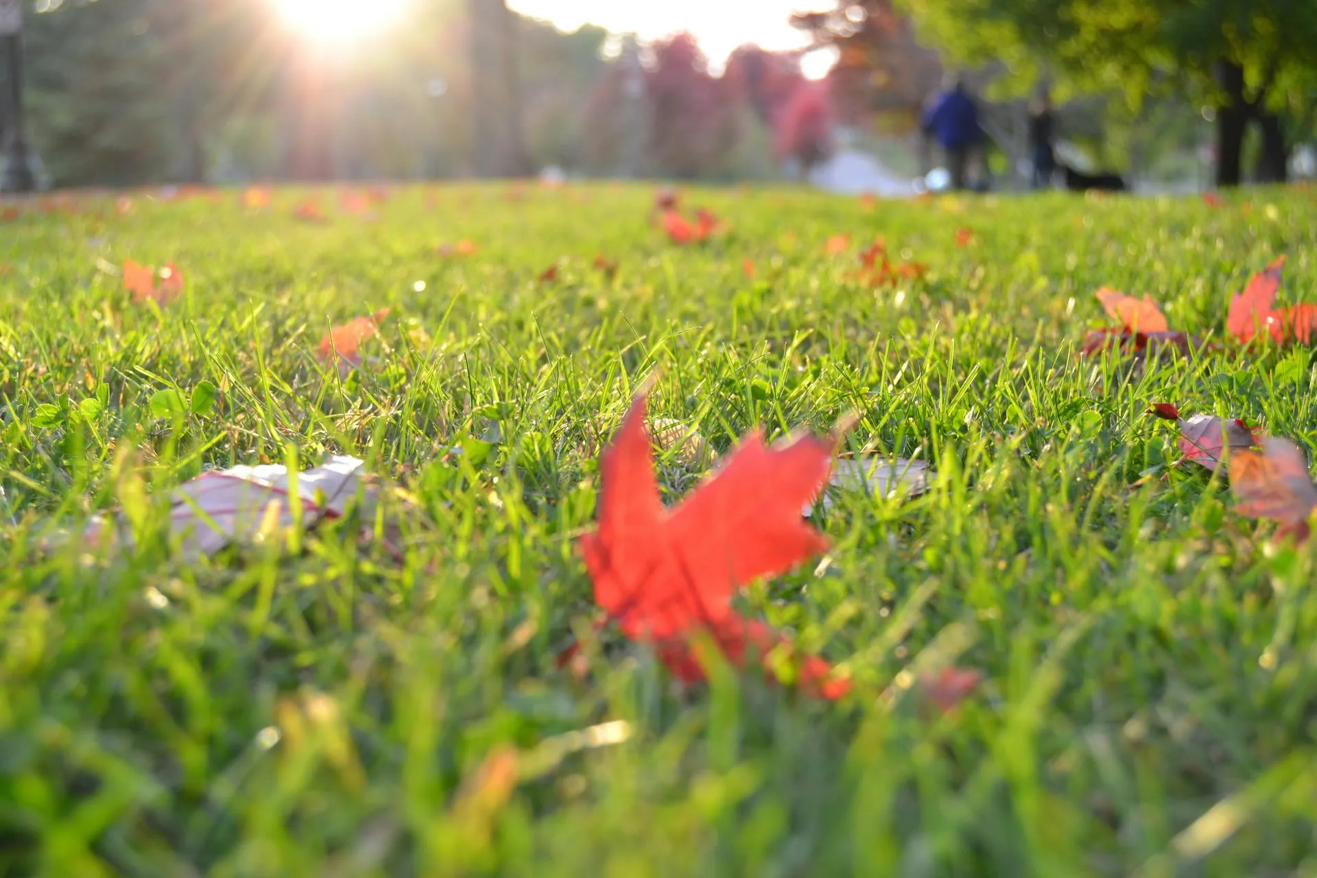Fall Lawn Care Guide: Essential Tips & Checklist for a Healthy Yard